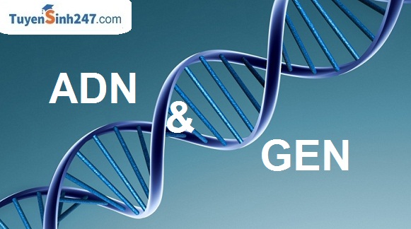 Chủ đề 3: ADN và Gen